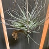 Tillandsia Stricta Iridescent Air Plants - Etsy