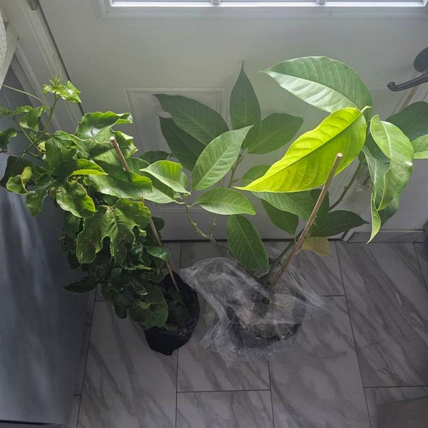 Myrtus Communis 'compacta' Dwarf Myrtle 1 Feet Tall Great for Bonsai ...