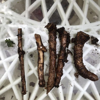 20 Wild Geraniums Plants Cranesbill Geranium Maculatum Organic Bare ...