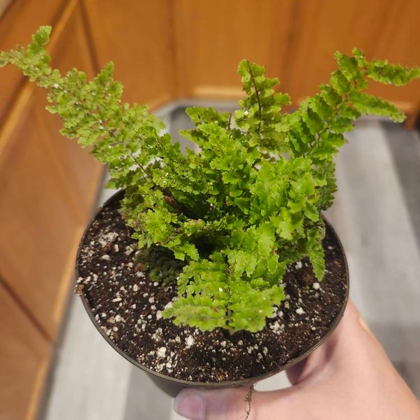Flowerpotnursey Fluffy Ruffles Fern Nephrolepis Exaltata Fluffy Ruffles ...