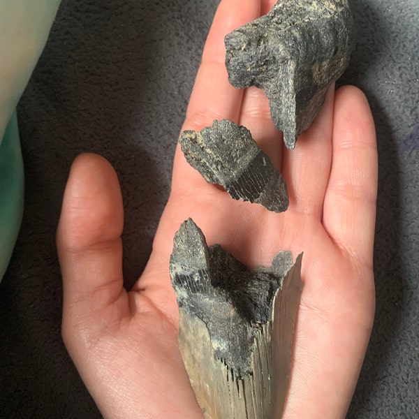 Broken Megalodon Shark Tooth - Etsy