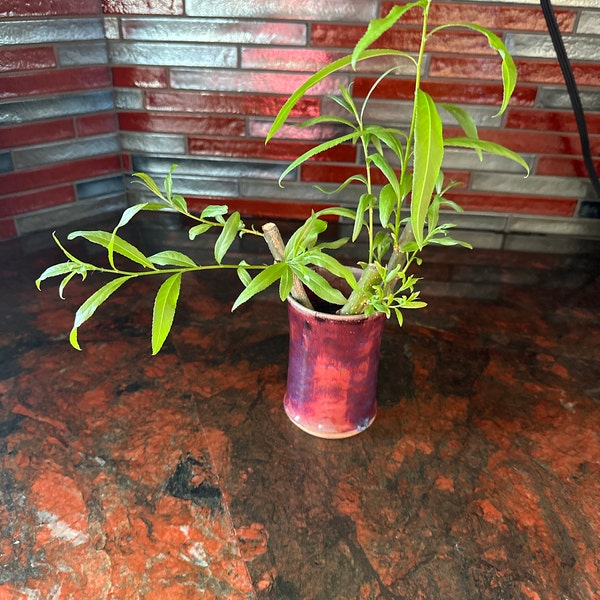 5 Corkscrew Willow Tree Starts: Fast Growing Shade & Windbreak - Etsy