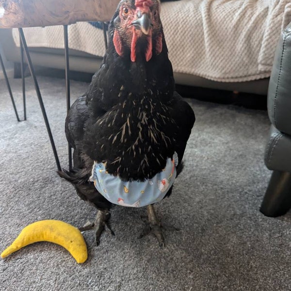 Chicken Bra, Crop Support, Pendulous Crop Support, Crop Bra, Hen Bra ...