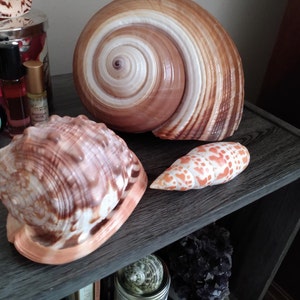 Mixed White Seashells Beach Wedding Decor Sea Shells Assorted | Etsy