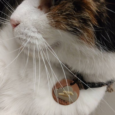 Personalized Fish Dog Tag ID for Collar Tag With Stamped Front - Etsy