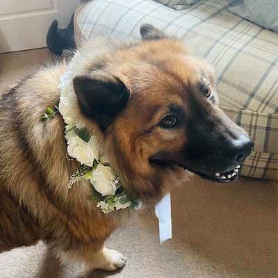 Dog Flower Garland,silk Flower Wedding Collar, White Ribbon Sash Neck ...