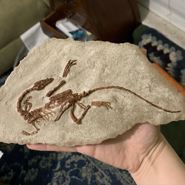 Plesiosaur Cast Plate Fossil Water Dinosaur Aquatic - Etsy