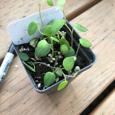 Peperomia Fagerlindii - Etsy