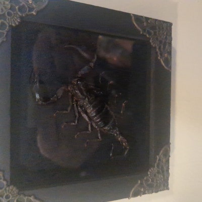 Scorpion Frame Taxedermy Black Wall Decor Gothic Artwork, Preserve ...