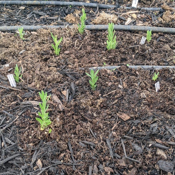 65 Columbine Seeds Blush Rose Flower Seeds, Heirloom Seeds, Non Gmo ...