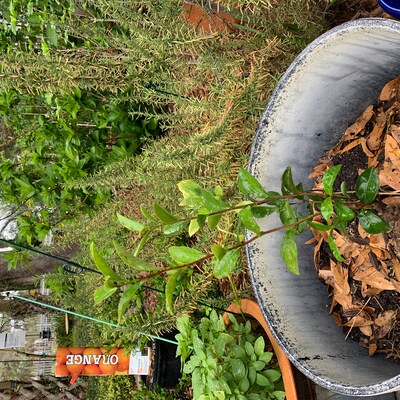 Camellia Sinensis live Tea Plant Propagated From Plants at Former ...