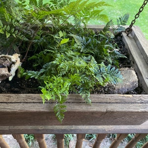 Flowerpotnursery Moonlight Fern Cretan Brake Fern Pteris - Etsy