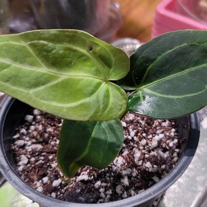 Monstera Dubia Shingling Plant Growing in 4 Pot Rare - Etsy