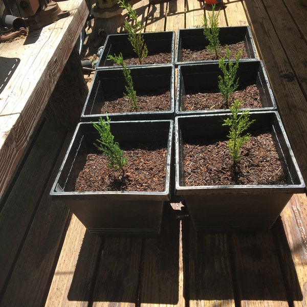 3 Giant Sequoia Trees - California Redwood - Potted - 8"-12" Tall ...