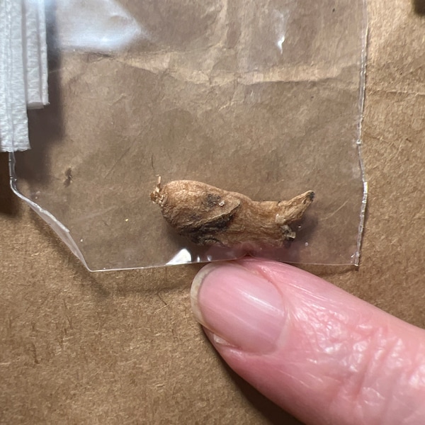 100% AUTHENTIC | Lucky Hand Root | Sahlep Root | Orchis Mascula | RARE ...