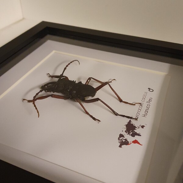 Ornithoptera Goliath Procus, Goliath Birdwing, Green Birdwing ...