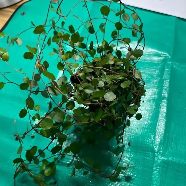 Angel Vine “wire Vine” Plant - Etsy