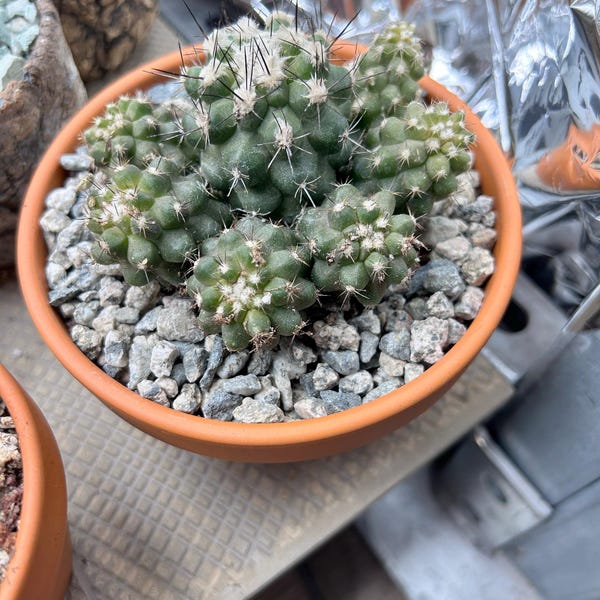 Rhipsalis Baccifera Subs. Horrida - Mouse Tail Cactus - 2" Inch Pot - Etsy