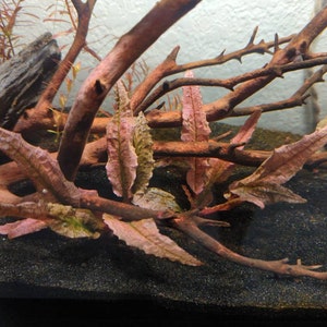 Samolus Parviflorus Red Rare Live Aquarium Plants - Etsy