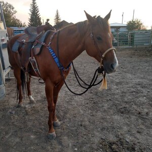 Complete Teal Bosal Bitless Bridle Set Rawhide Bisal and Teal - Etsy