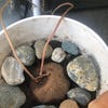 Bulbine Torta, Super Rare Succulent！ - Etsy