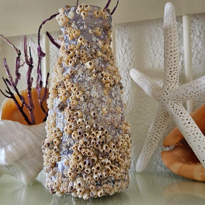 Large Specimen Grade 63.1mm CONUS Regius Royal, Crown Cone SEASHELL JB ...