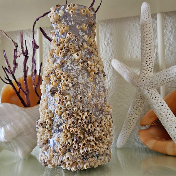 Set of Three 31.9-103.3mm FLORIDA Keys Found Tonna Galea GIANT Tun ...