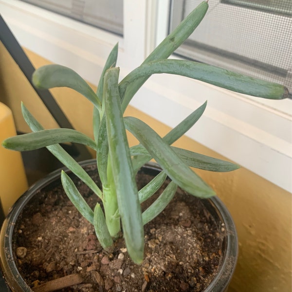 Curio Repens, Blue Chalk Sticks, Easy Grow Hardy Succulents - Etsy