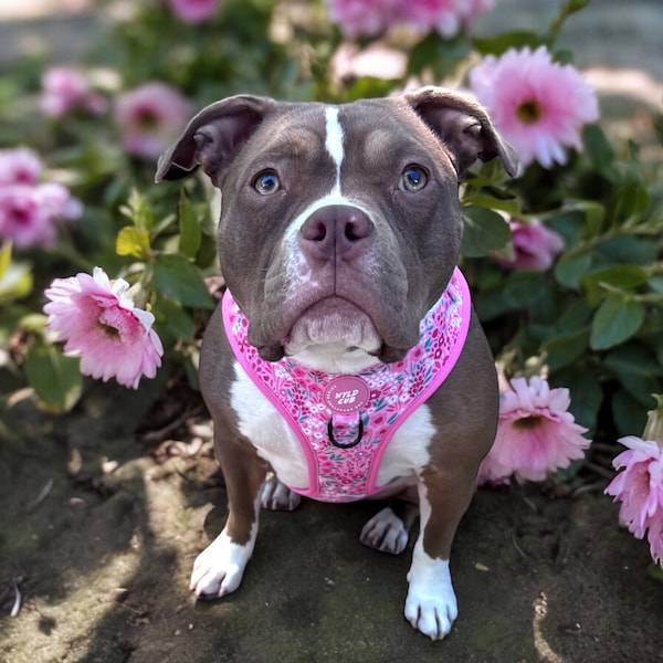 Adjustable Dog Harness for Extra Small Puppies to Large Dogs ...