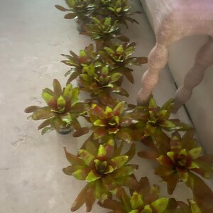 Bromeliad Vriesea Red Chestnut 6 Pot - Etsy