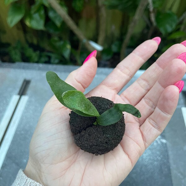 Platycerium White Hawk Staghorn Fern Starter Plant ALL STARTER PLANTS ...