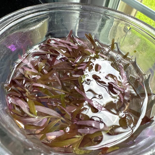 Mini Pellia (coral Moss) Live Plant 2" X 2" Riccardia Chamedryfolia - Etsy