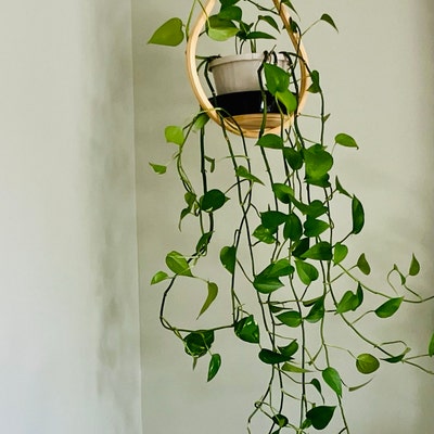 Wall Mount Diamond Planter With Saucer Geometric Wall - Etsy