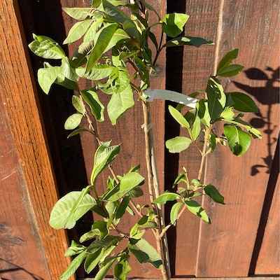 RARE Governor's Plum flavourtia Indica Live Fruit Tree Native to Africa ...