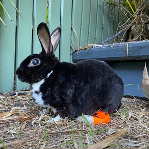 Digital Download Plans for Luxury Bunny Cubby Free Roam Bunnies Cat ...