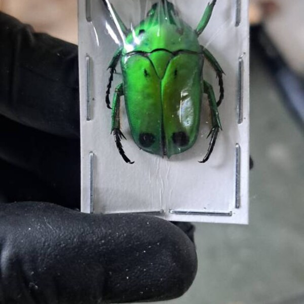 Mixed Real Beetles, Package of 5, Pack of Mixed Beetles, Entomology ...