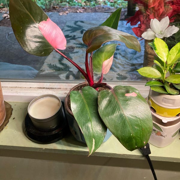 Alocasia Pink Princess Starter Plant ALL STARTER PLANTS Require You to ...