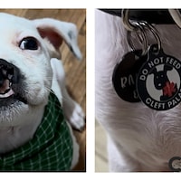 Pet ID Tag Crow Photo - Etsy