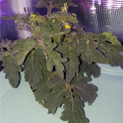 30 Dwarf Red Robin Tomato Heirloom NON-GMO Early - Etsy