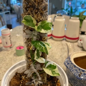 Super Clear Moss Pole D Shaped Stackable Multiple Sizes - Etsy