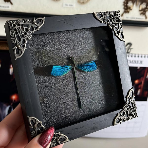 Real Framed Giant Actias Luna Moth 3D Floating Shadow Box Insect ...