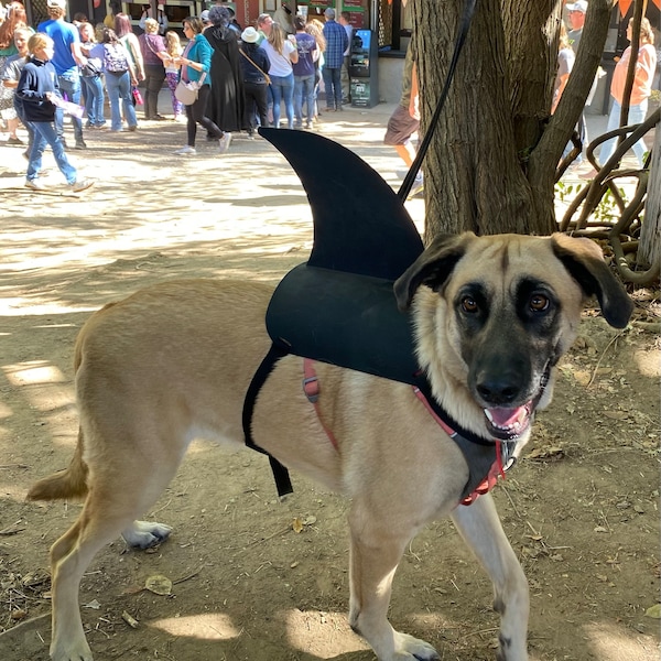 ORCA Fin for Your Large Dog. Killer Whale Fin for Your Large Dog - Etsy