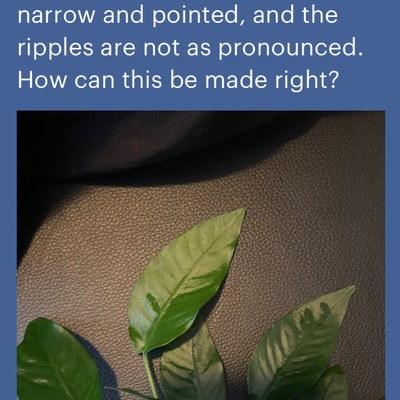 Java Fern Black Forest Hardy Leaf Pot Freshwater Live Aquarium - Etsy