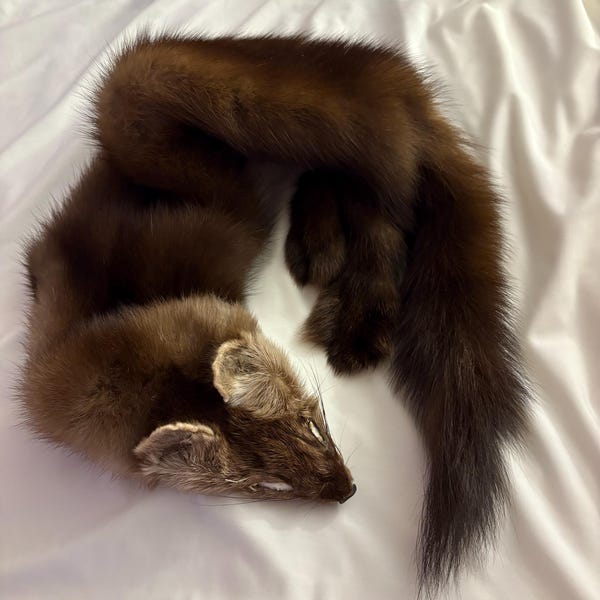 CAJUN BOBCAT Nicely SPOTTED Pelt Fresh Tanned Thick Heavy Pelt Fur Hide ...