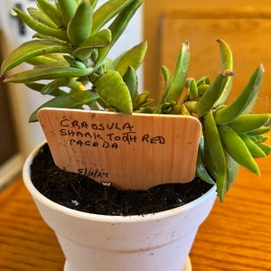 Peperomia ruby Cascade Trailing Succulent, Indoor Plant - Etsy