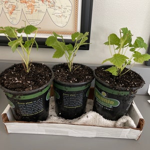 Fall Gold Raspberry Starter Plant Sweet Raspberries Yellow Berry Fruit ...