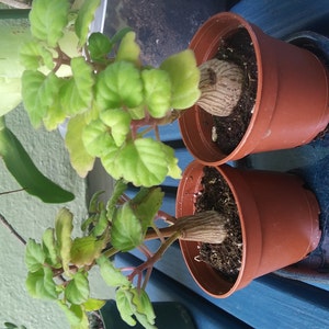 Bonsai Mint plectranthus Ernstii Caudex - Etsy