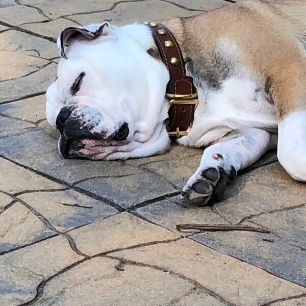 Double Ring Harness Leather Belt 1.5" Men’s/women’s Handcrafted Vintage ...