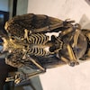 Scorpion Flower Shadowbox real Giant Scorpion Taxidermy Entomology ...
