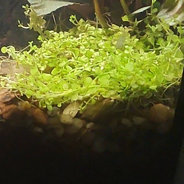 BUY 2 GET 1 FREE Cryptocoryne Wendtii Green Crypt Wendtii Green Pot ...